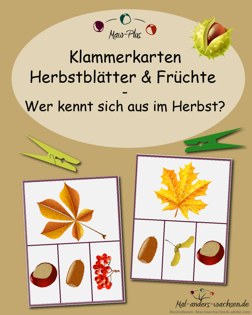 PLUS. Klammerkarten Herbstblätter und Früchte – Wer kennt sich aus im ...
